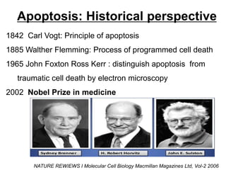 Apoptosis | PPT