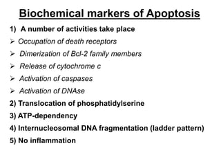 Apoptosis | PPT