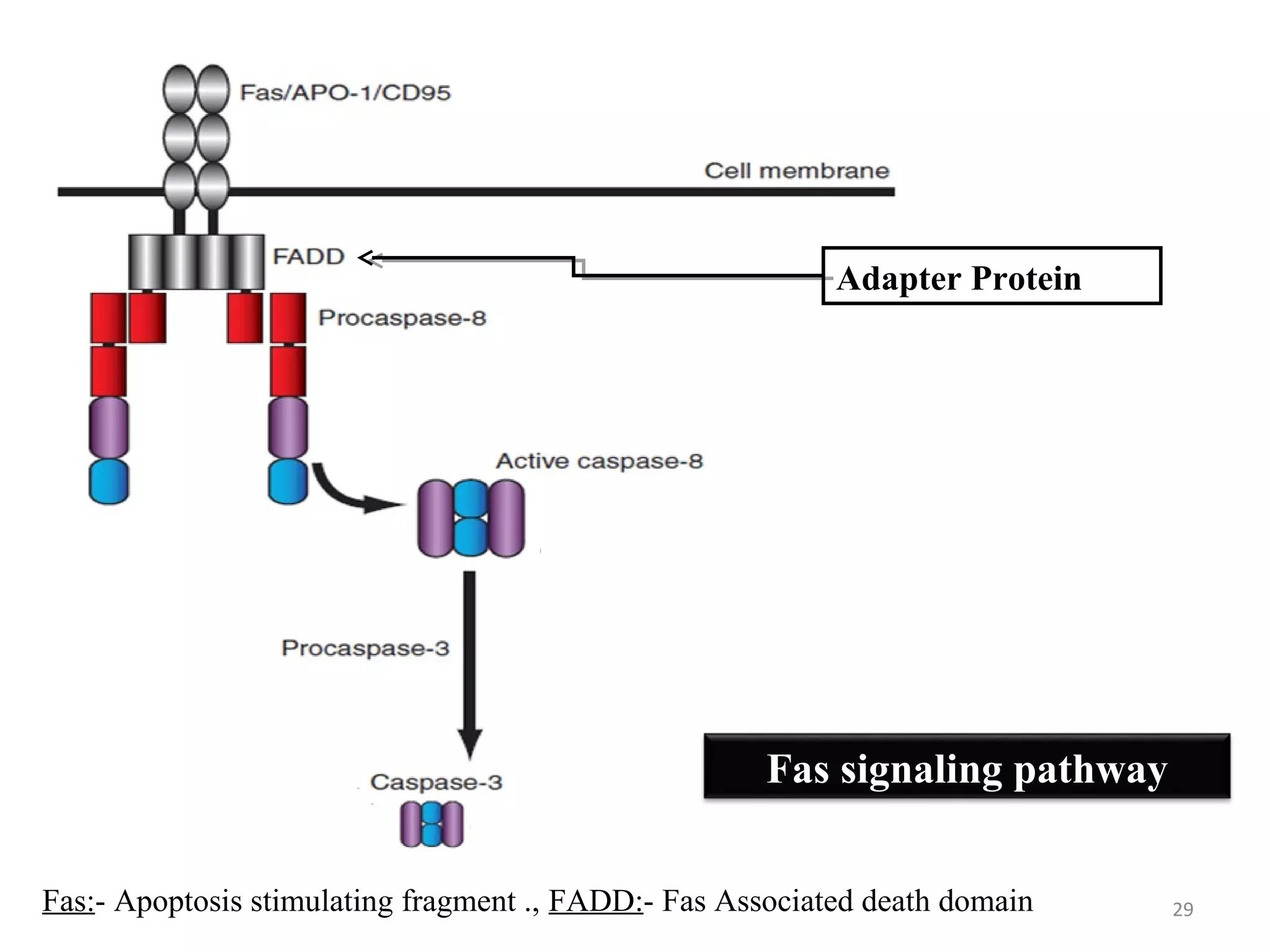 Apoptosis | PPT