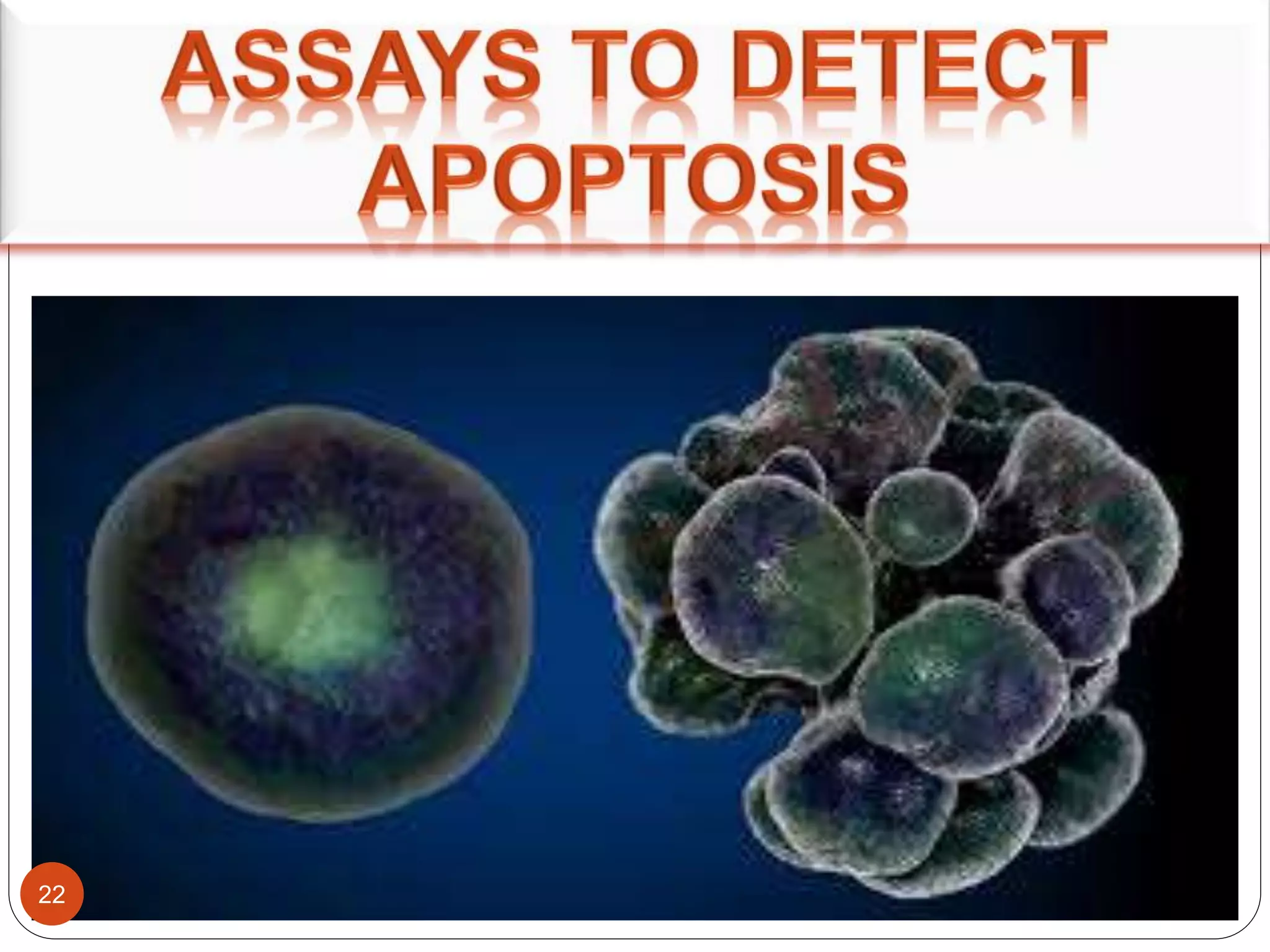 Apoptosis | PPTX | Biological Sciences | Science