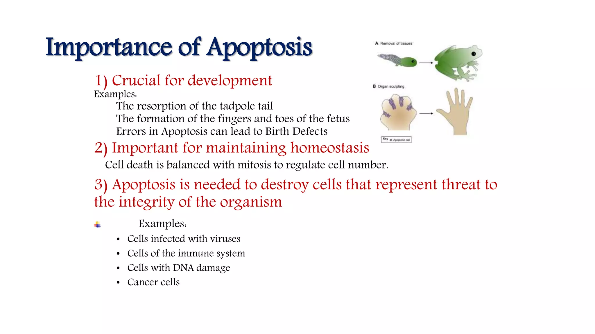 Apoptosis | PPTX