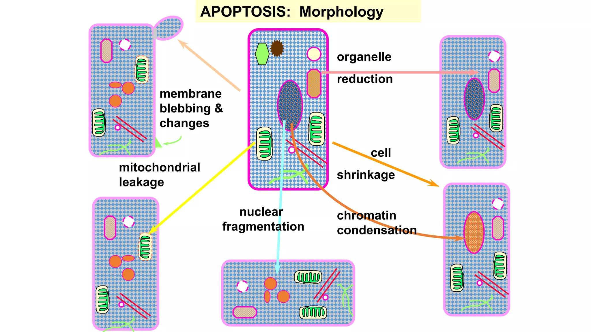 Apoptosis | PPTX