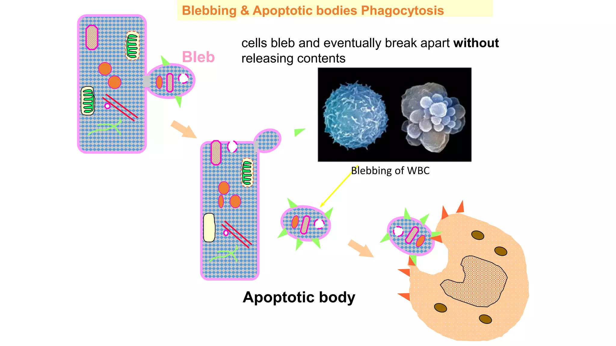 Apoptosis | PPTX