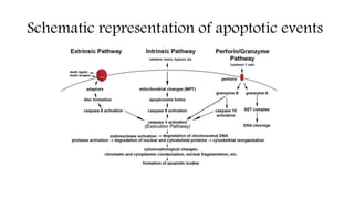 Apoptosis | PPTX
