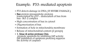 Apoptosis | PPTX
