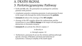 Apoptosis | PPTX