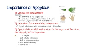 Apoptosis | PPTX | Biological Sciences | Science