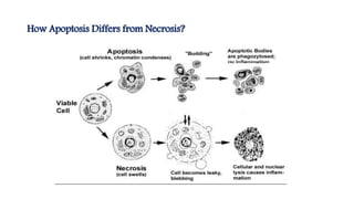 Apoptosis | PPTX