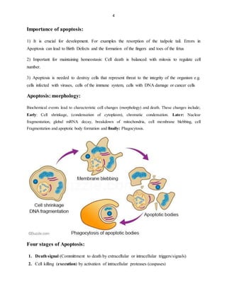 Apoptosis | PDF