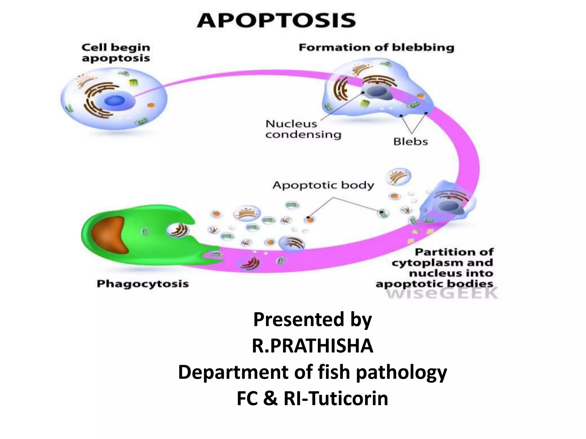 Apoptosis | PPTX