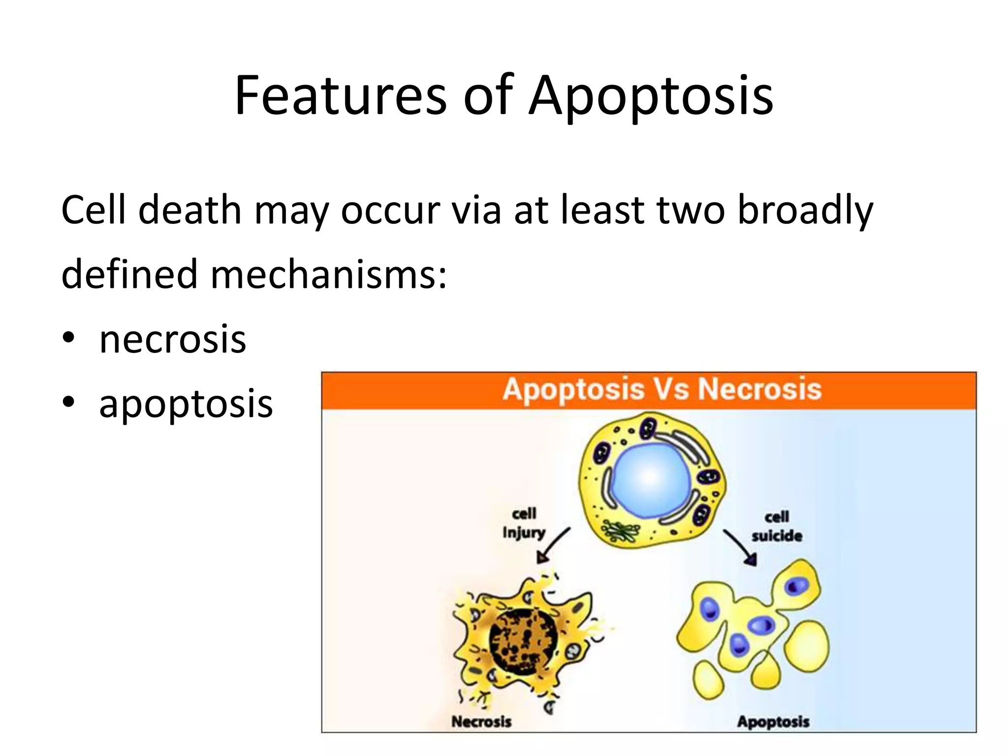 Apoptosis | PPTX