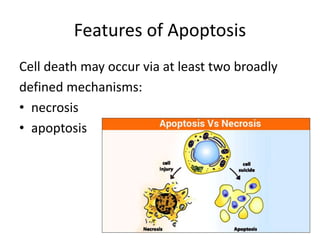 Apoptosis | PPTX