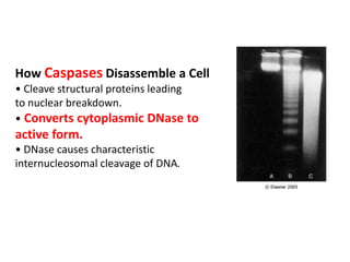 Apoptosis | PPTX