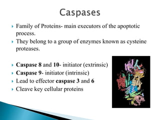 Apoptosis | PPTX