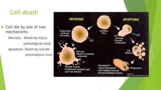 Apoptosis (Programm of cell death) | PPTX