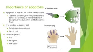 Apoptosis (Programm of cell death) | PPTX