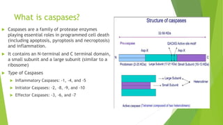 Apoptosis (Programm of cell death) | PPTX