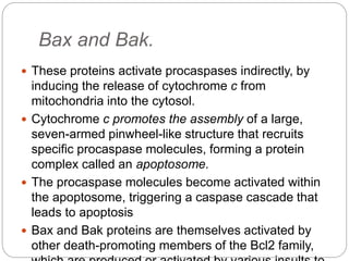Apoptosis | PPT