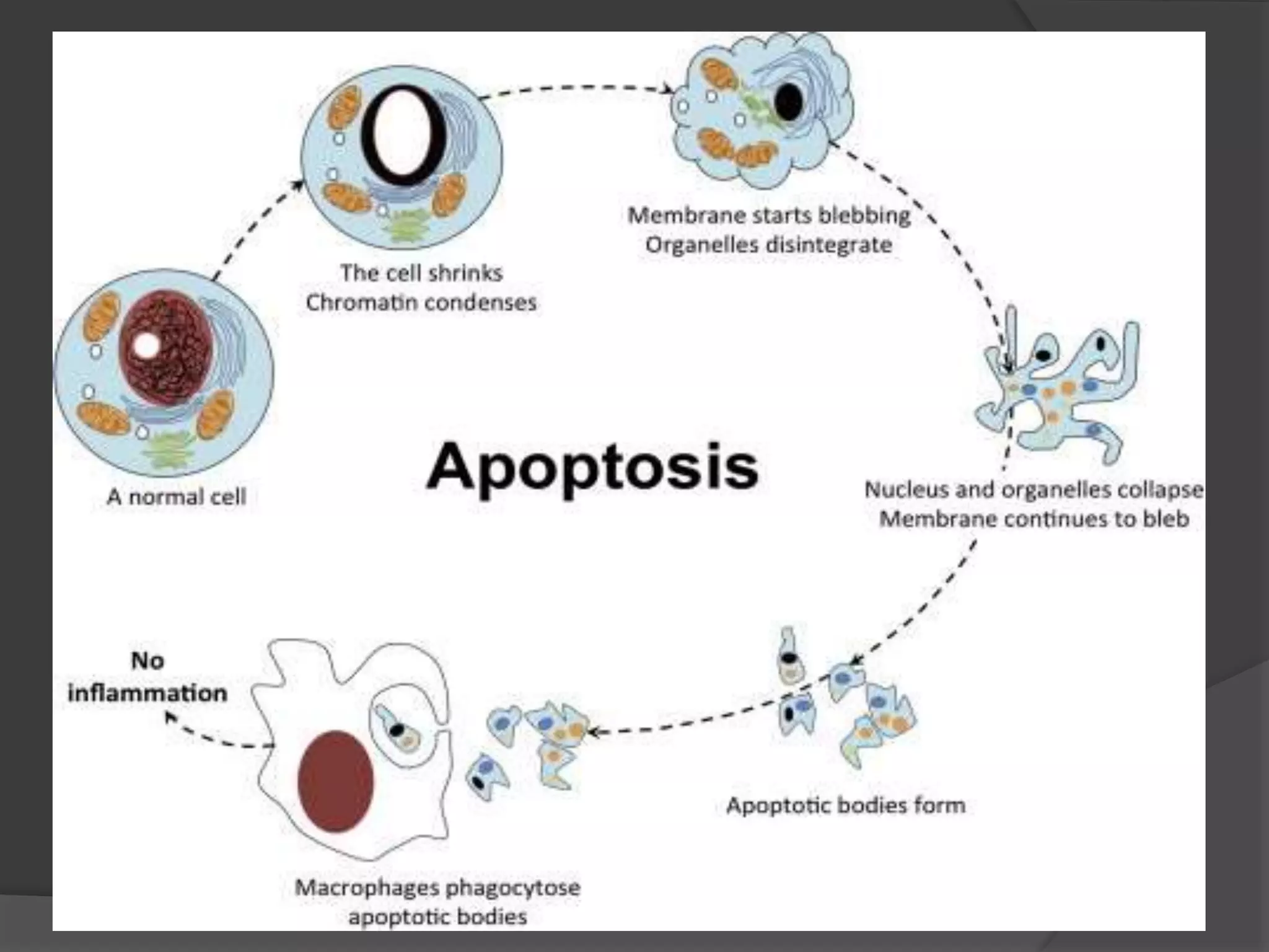 Apoptosis | PPTX