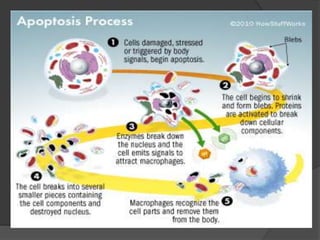 Apoptosis | PPT