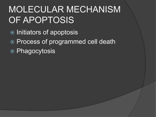 Apoptosis | PPT