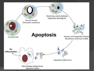 Apoptosis | PPT
