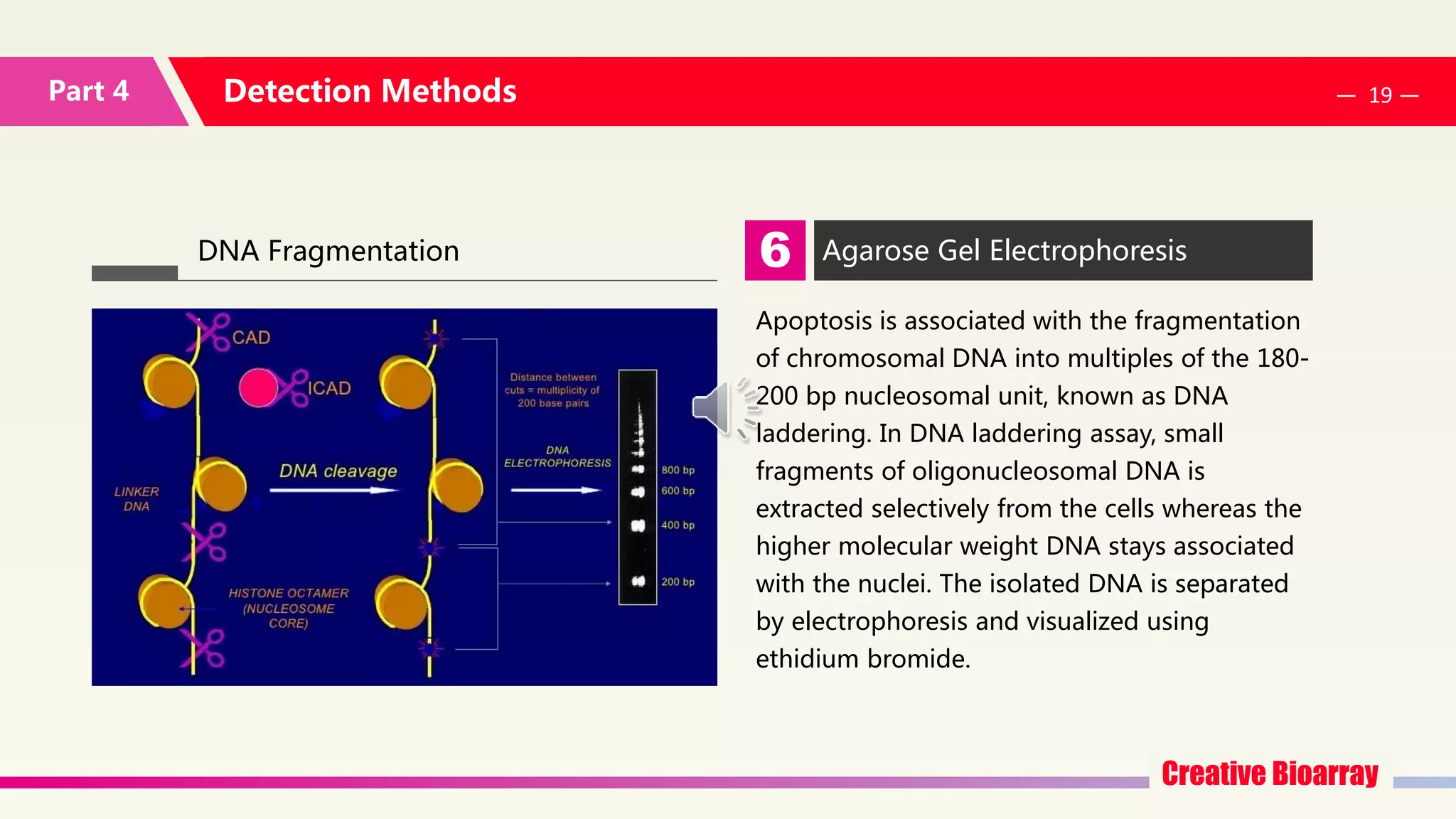 Cell Apoptosis Assays | PPTX