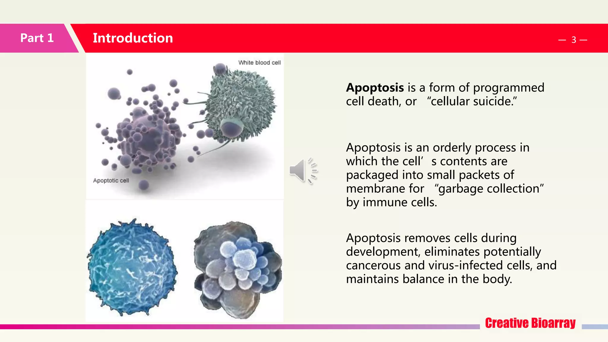 Cell Apoptosis Assays | PPTX