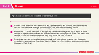 Cell Apoptosis Assays | PPTX