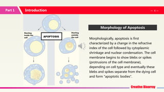 Cell Apoptosis Assays | PPTX