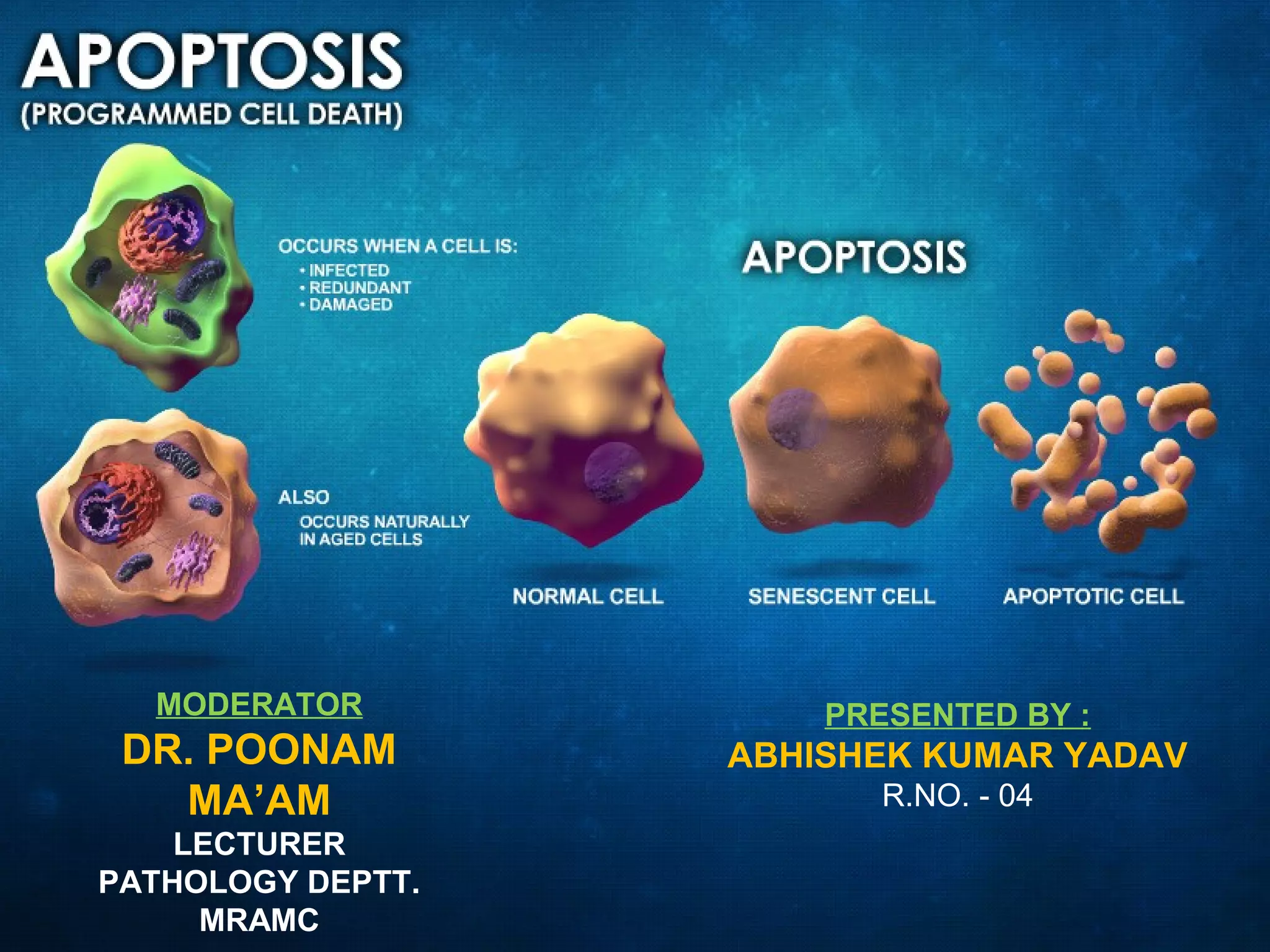 Apoptosis | PPT