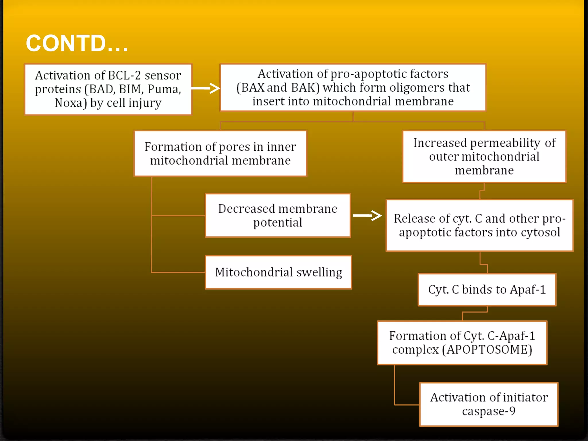 Apoptosis | PPT
