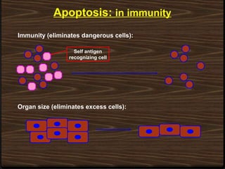 Apoptosis | PPT