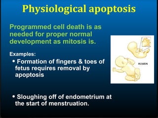 Apoptosis | PPT