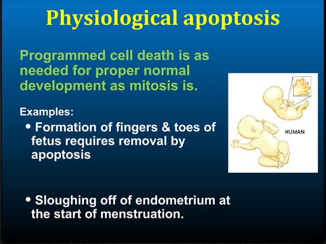 Apoptosis | PPT