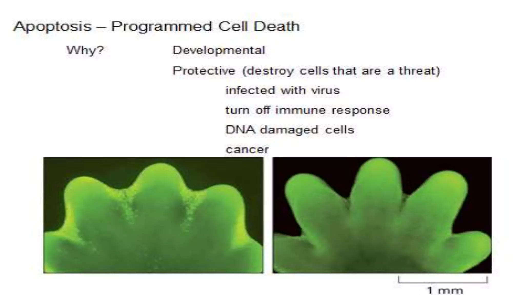 Apoptosis | PPTX