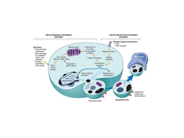 Apoptosis | PPT
