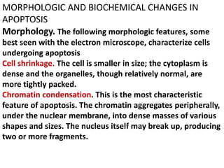 Apoptosis | PPT