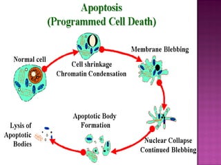 Apoptosis | PDF
