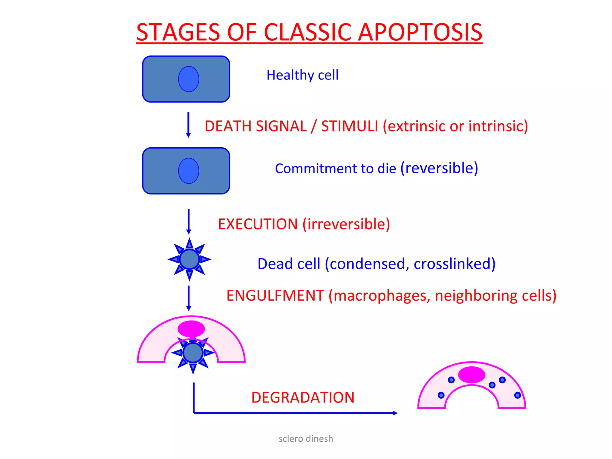 Apoptosis | PDF
