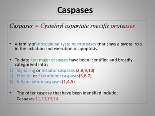 Apoptosis | PPTX