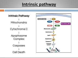 Apoptosis | PPTX