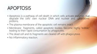 Apoptosis | PPT
