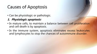 Apoptosis | PPT