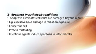 Apoptosis | PPT