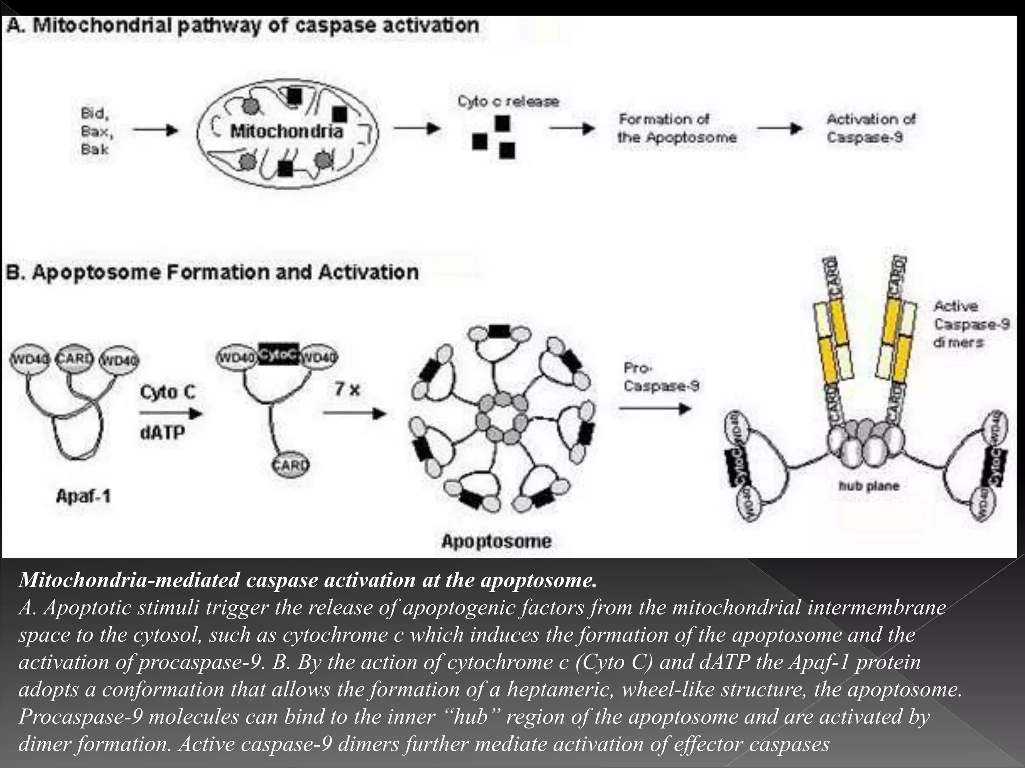 Apoptosis | PPT