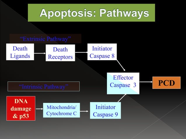 Apoptosis | PPT