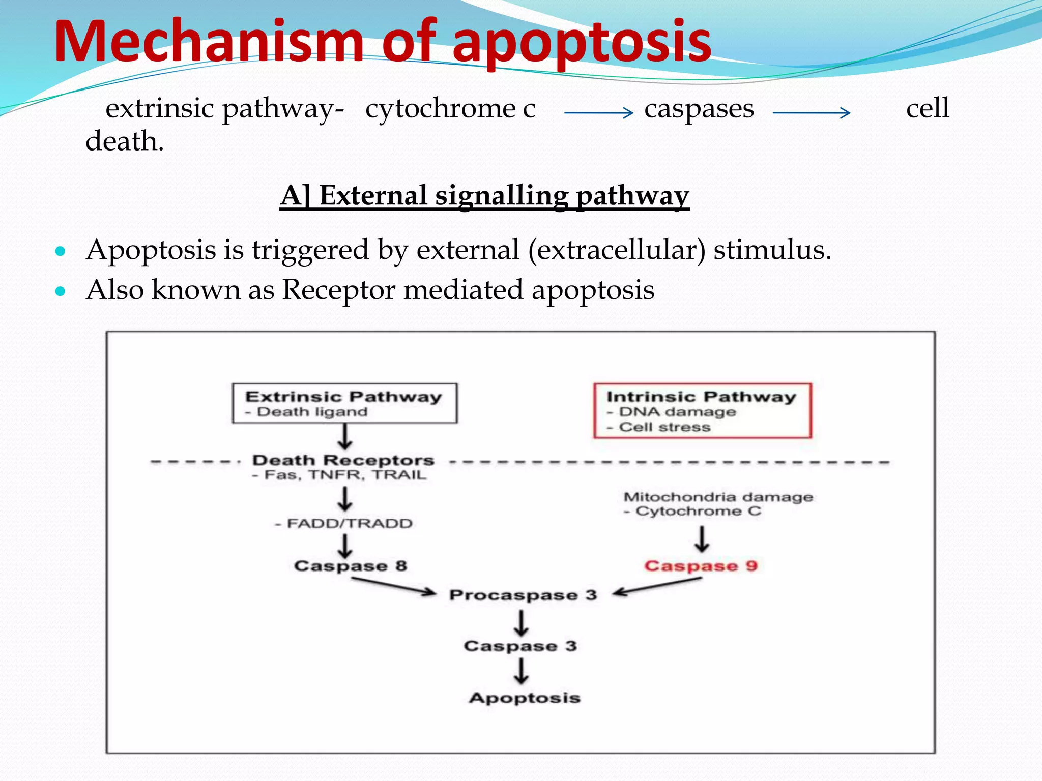 Apoptosis, program cell death | PPTX