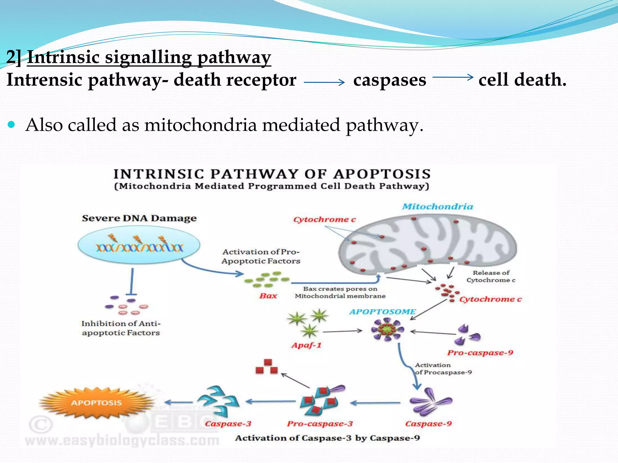 Apoptosis, program cell death | PPTX