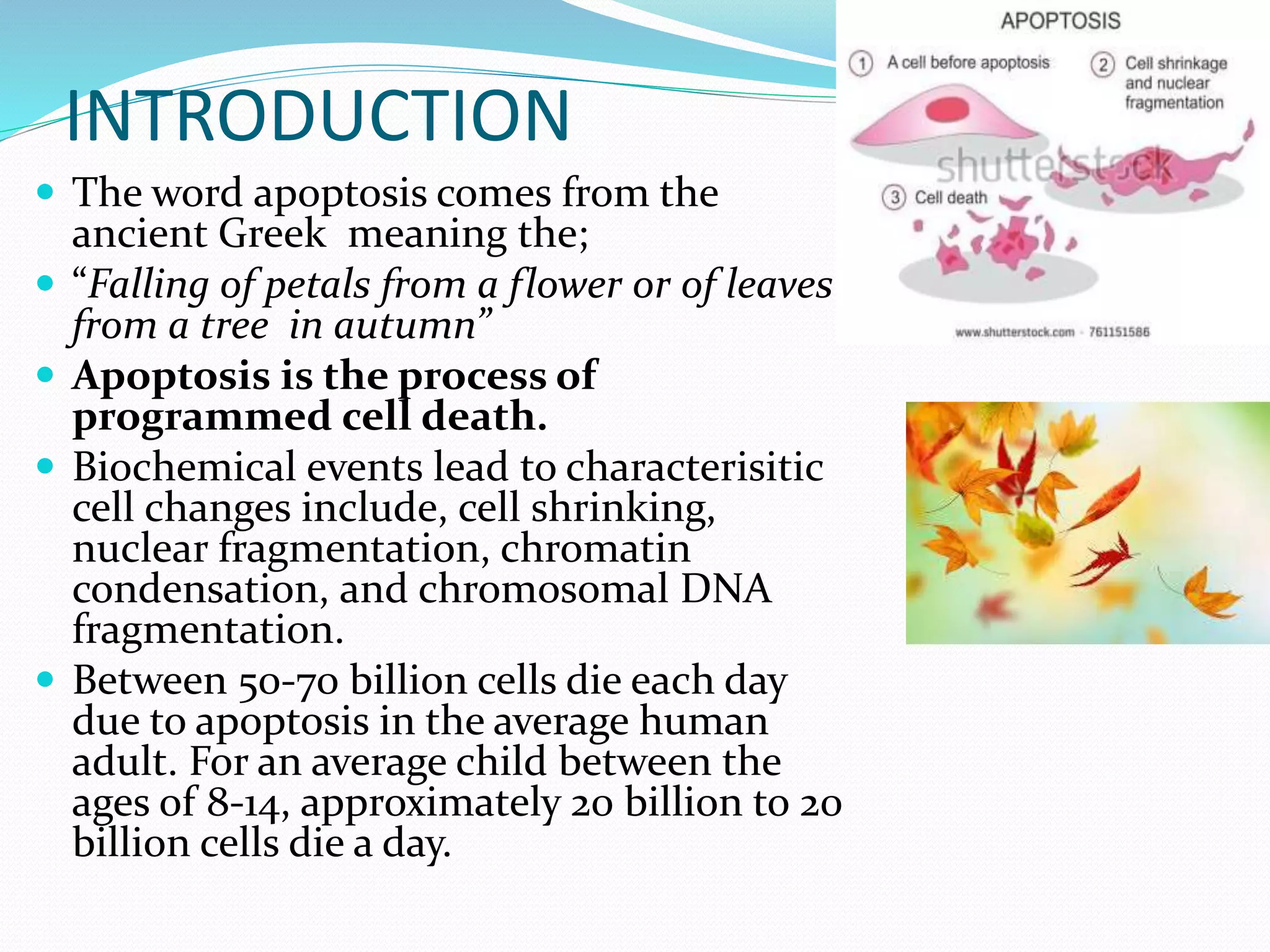 Apoptosis, program cell death | PPTX
